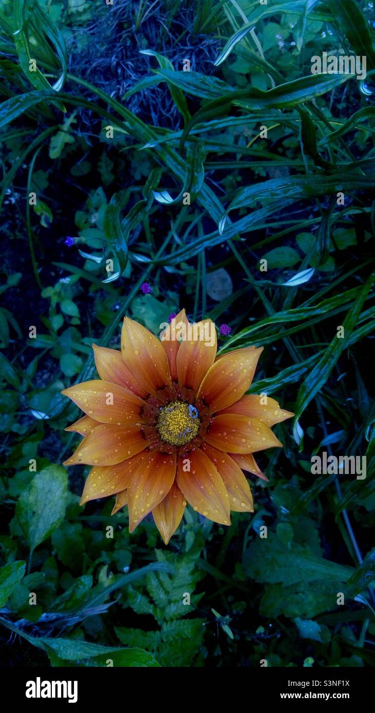 Extraordinary blooms hi-res stock photography and images - Alamy