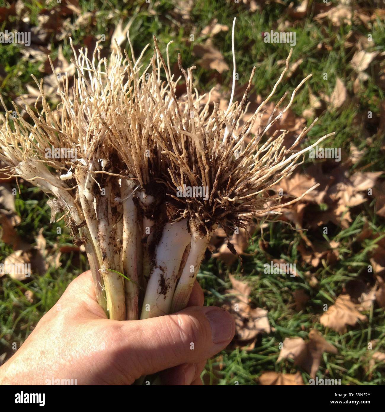 Harvest of wild leeks Stock Photo - Alamy