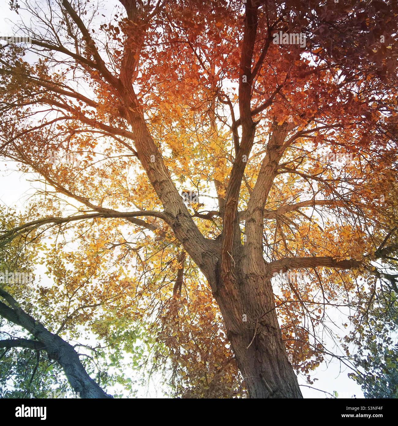 Rio grande cottonwood forest hi-res stock photography and images - Alamy