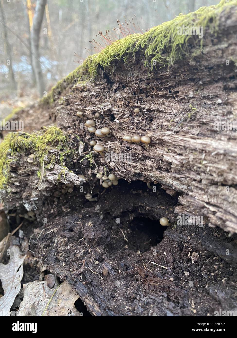 Decayed log hi-res stock photography and images - Alamy