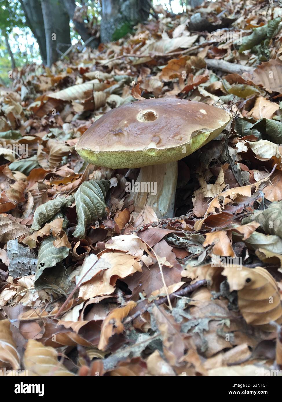 Porcino hi-res stock photography and images - Alamy