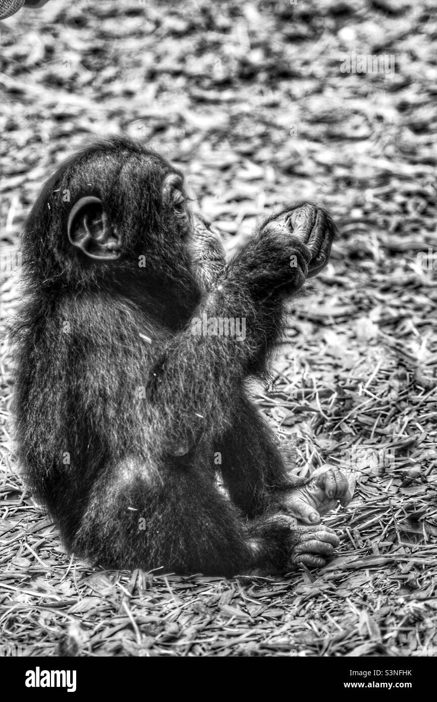 Baby chimp hi-res stock photography and images - Alamy