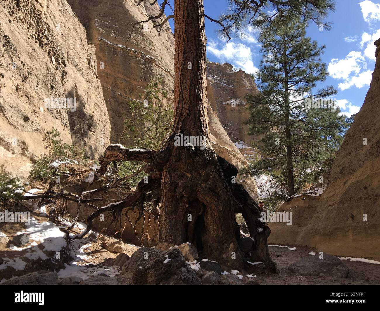 Tree exposed hi-res stock photography and images - Alamy