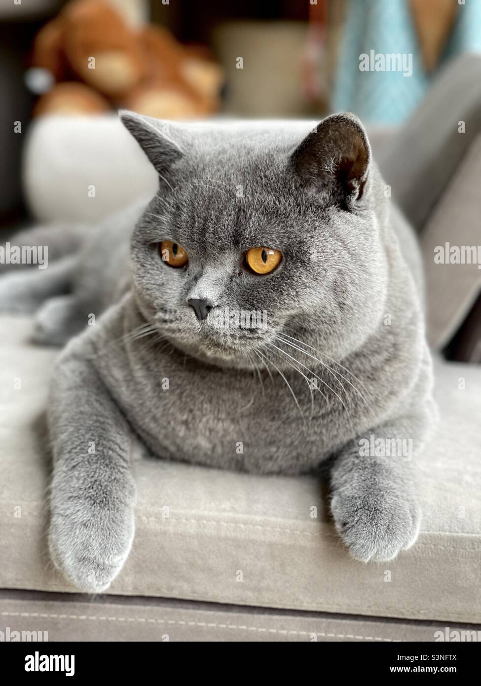 The Teddy flop Stock Photo - Alamy