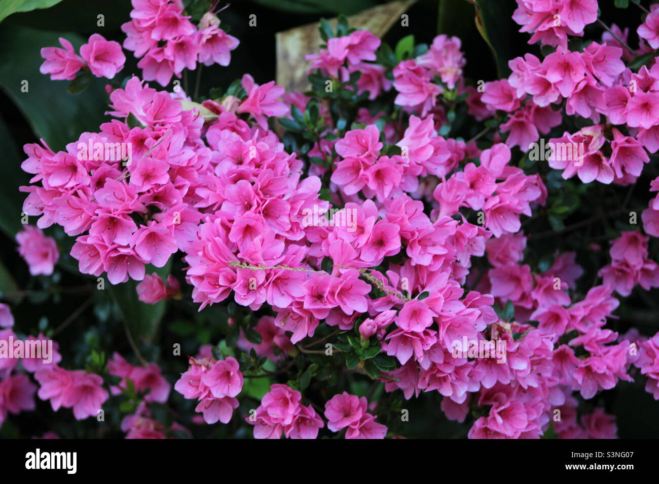 Azalea rhododendron indicum hi-res stock photography and images - Alamy