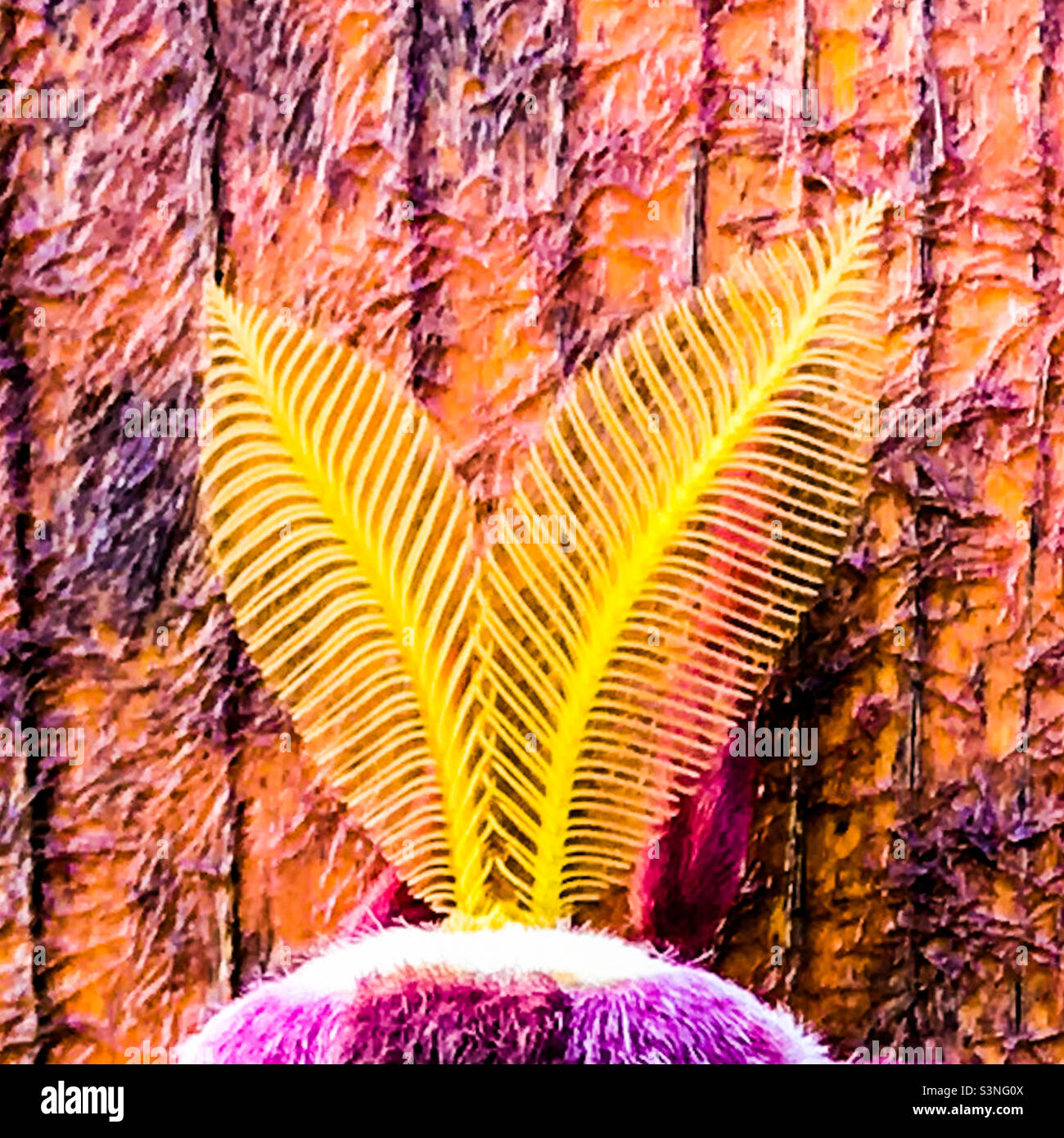 Luna moth feathery antennae hi-res stock photography and images - Alamy
