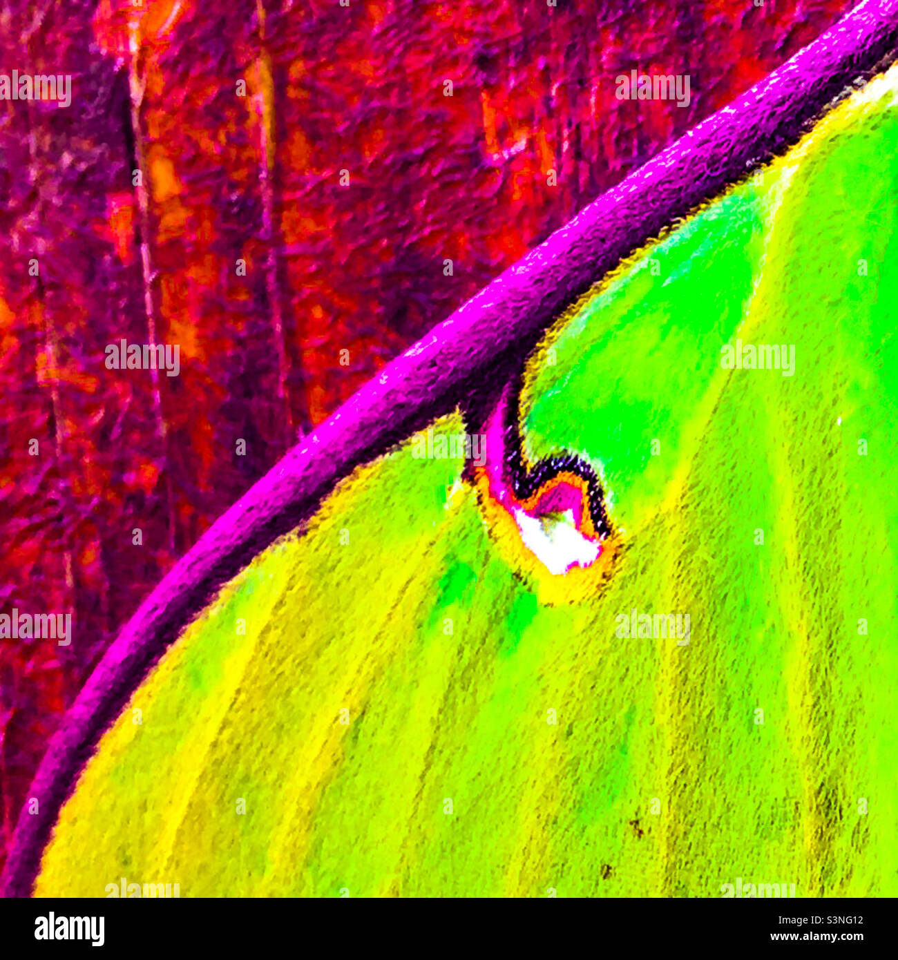 Edge of luma moth wing hi-res stock photography and images - Alamy