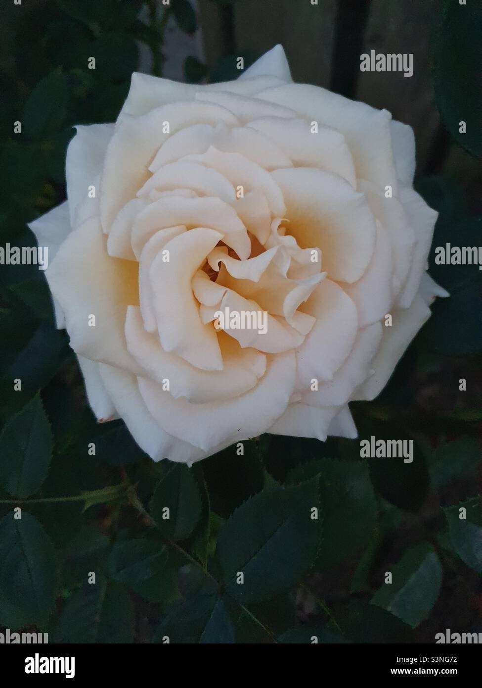 Gardening label hi-res stock photography and images - Alamy