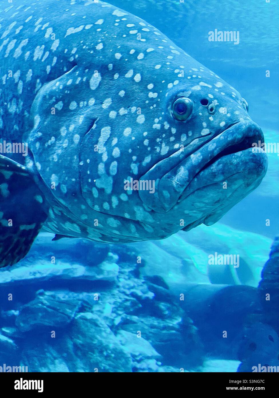 Giant fish hi-res stock photography and images - Alamy
