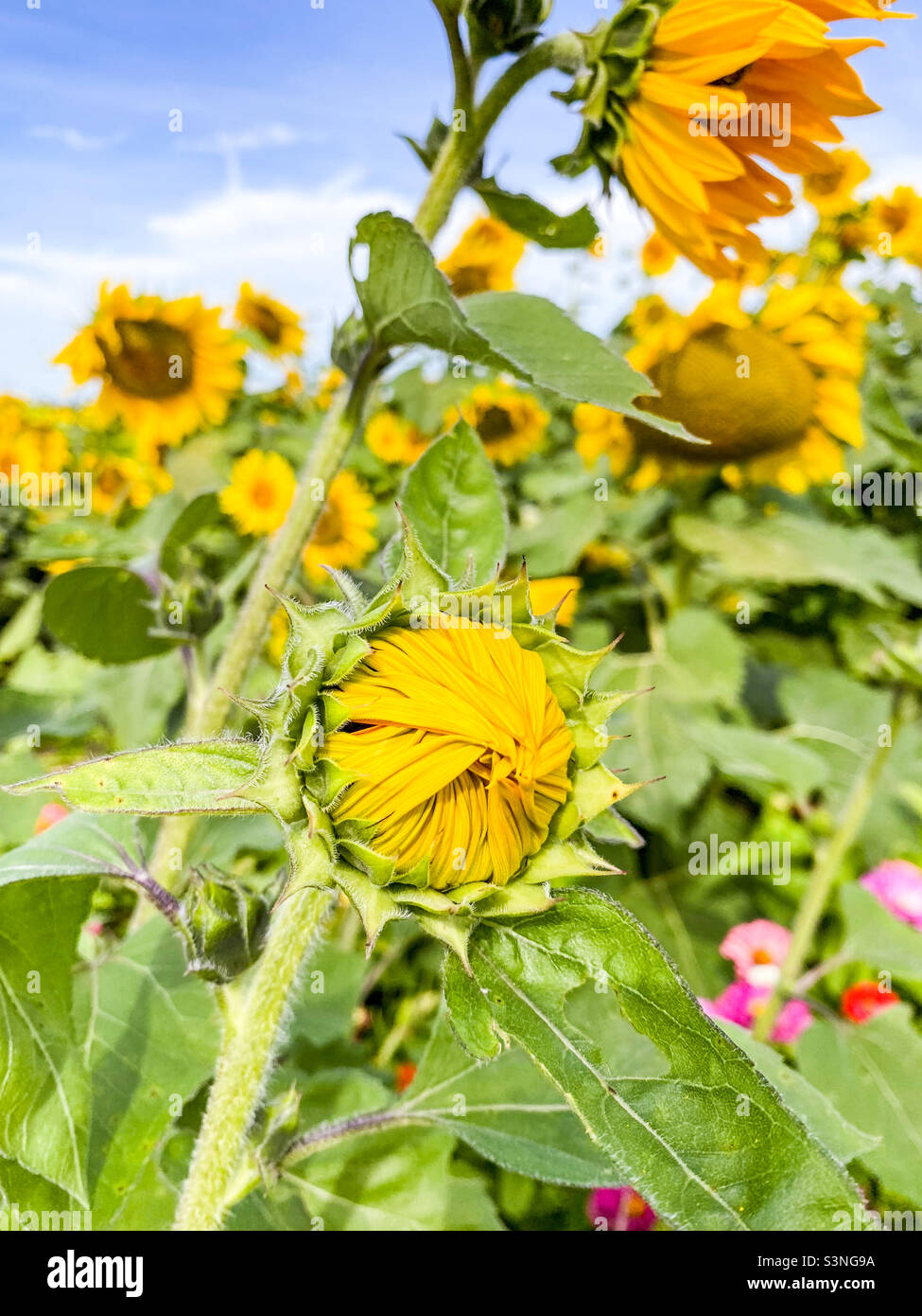 Yet to bloom hi-res stock photography and images - Alamy