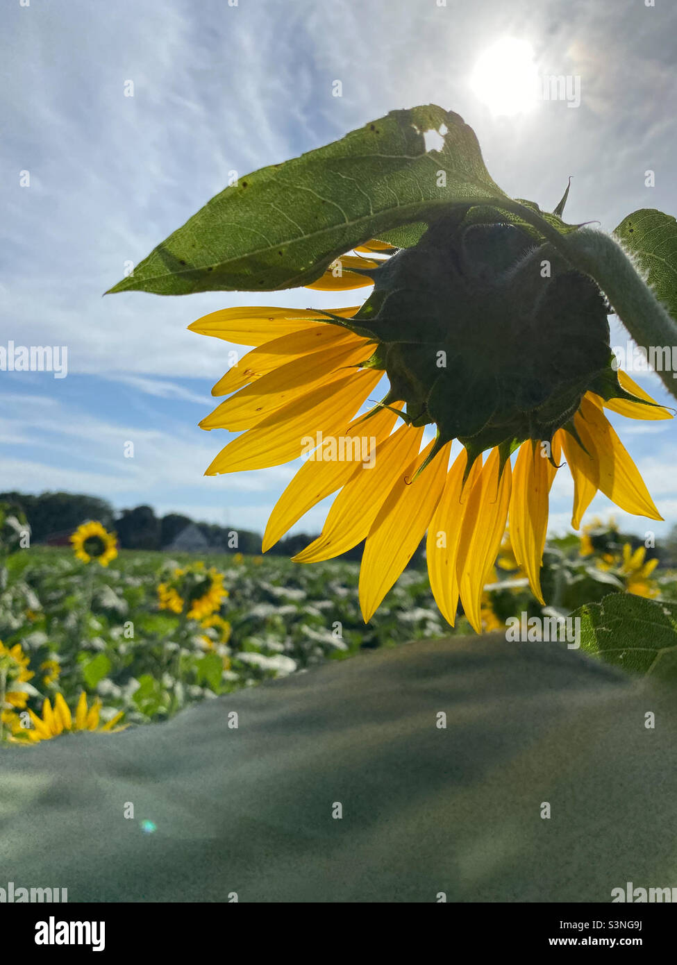 Back of sunflower hi-res stock photography and images - Alamy