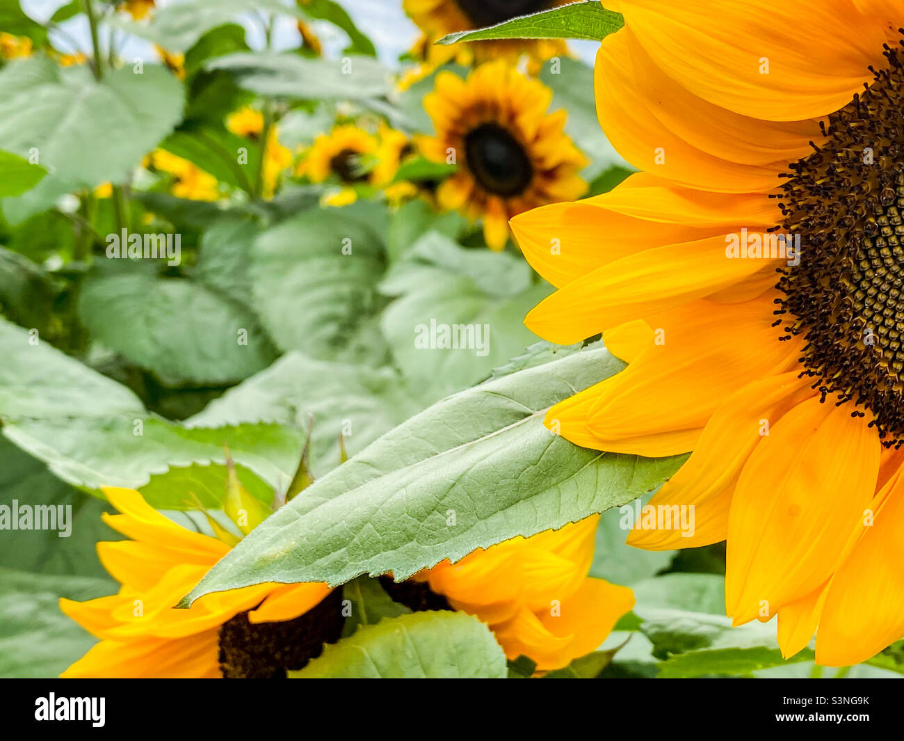 Floral edge hi-res stock photography and images - Alamy