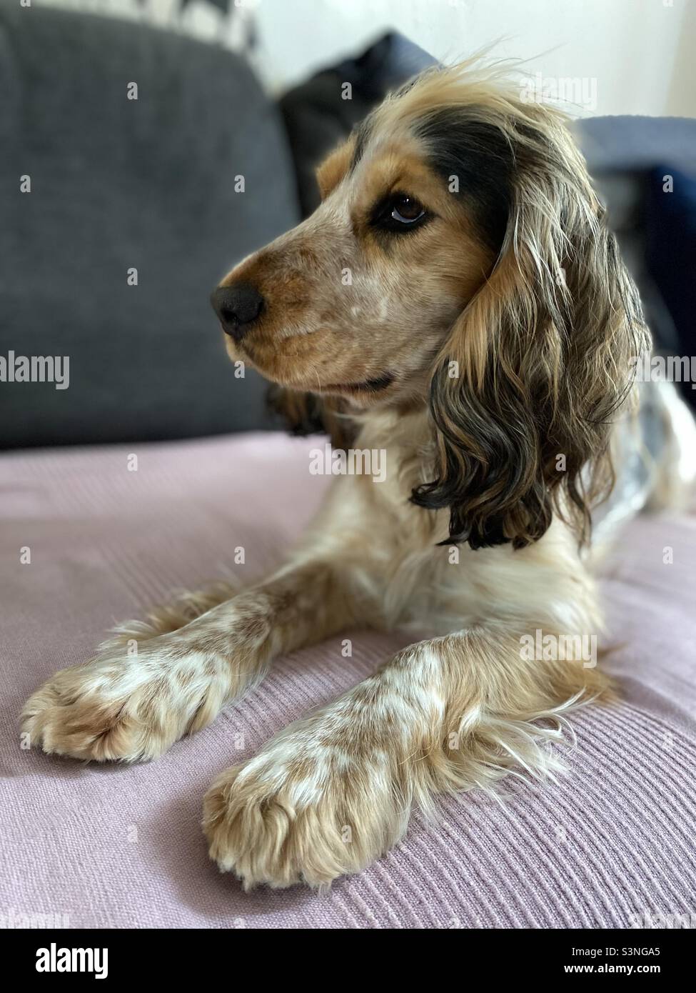 Roan spaniel hi-res stock photography and images - Alamy