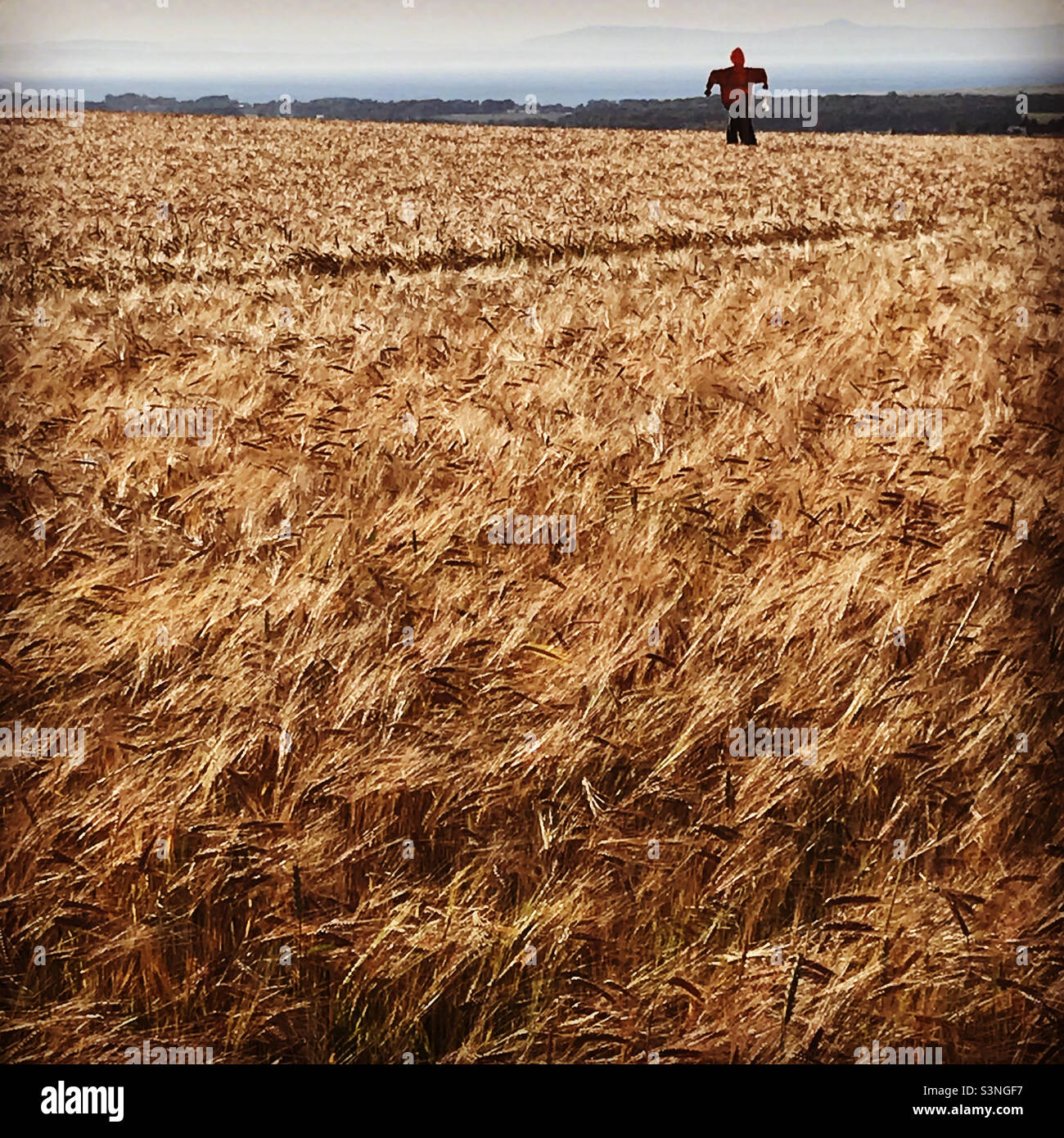 Scarecrow in the fields hi-res stock photography and images - Alamy