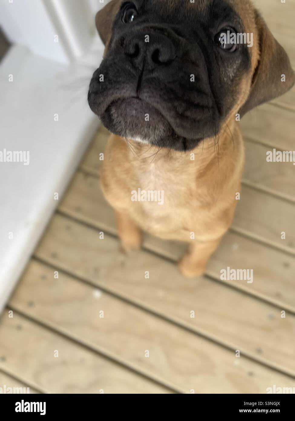 Bullmastiff hi-res stock photography and images - Alamy