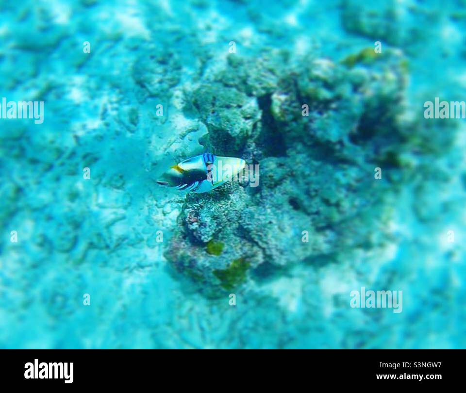 Tropical fish in the ocean Stock Photo - Alamy