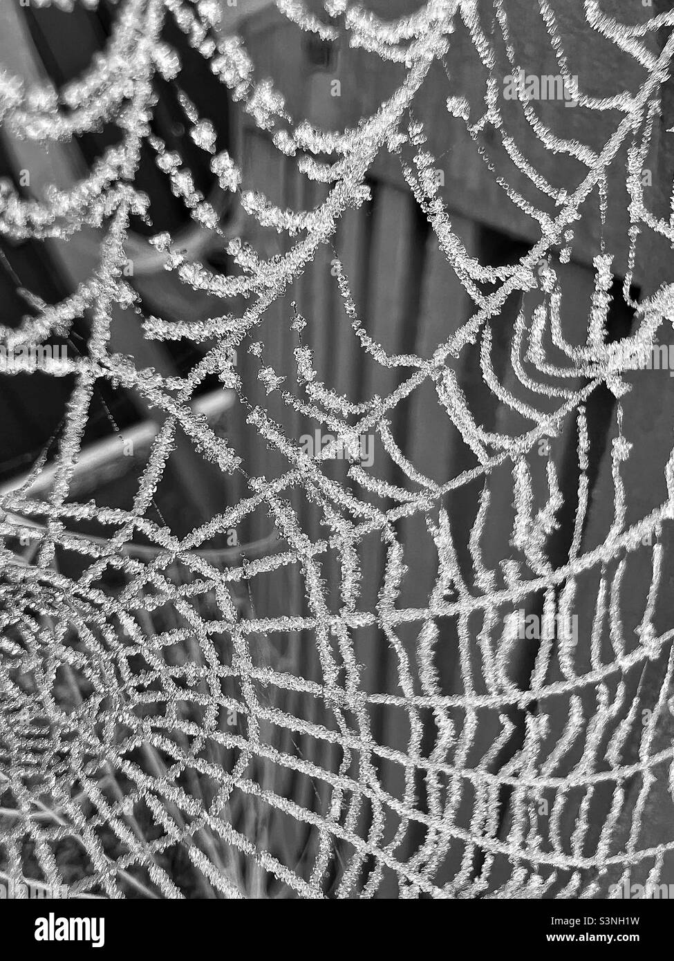 Frosty cobweb Black and White Stock Photos & Images - Alamy