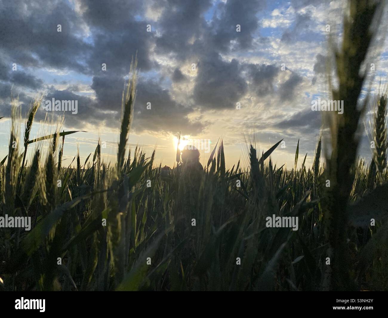 Grass sunset clouds hi-res stock photography and images - Alamy