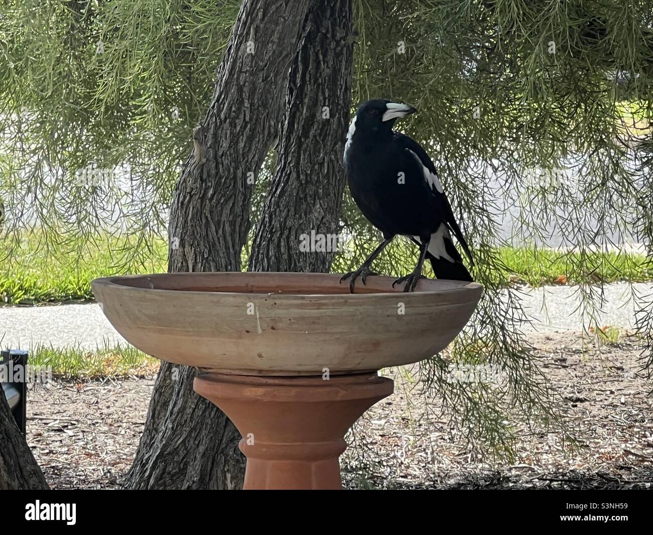 Australian magpie standing on hi-res stock photography and images - Alamy