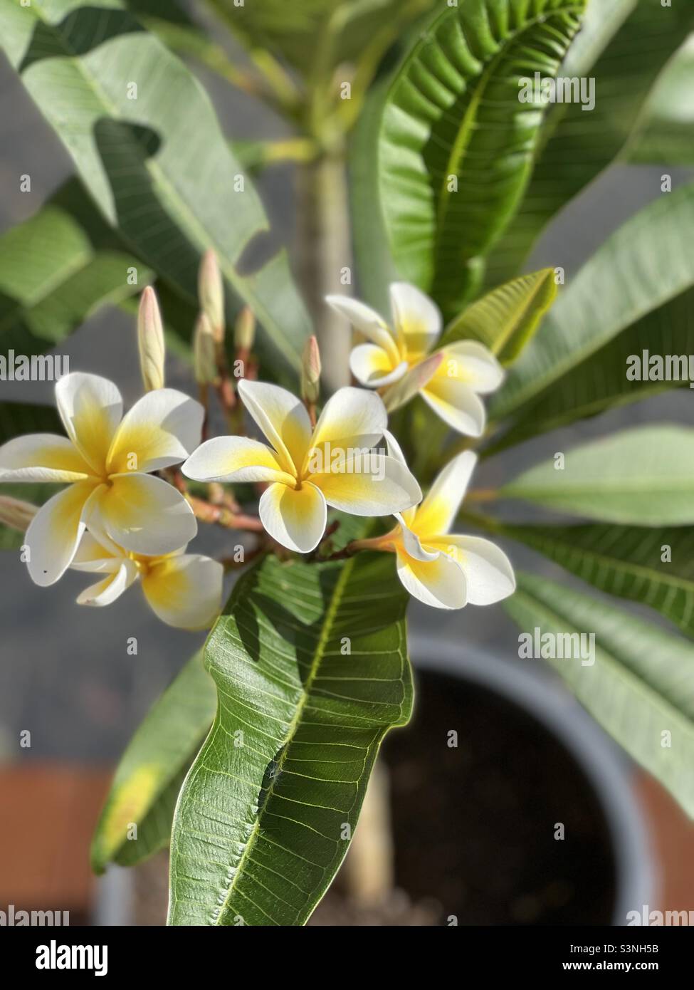 Baby bloom hi-res stock photography and images - Alamy
