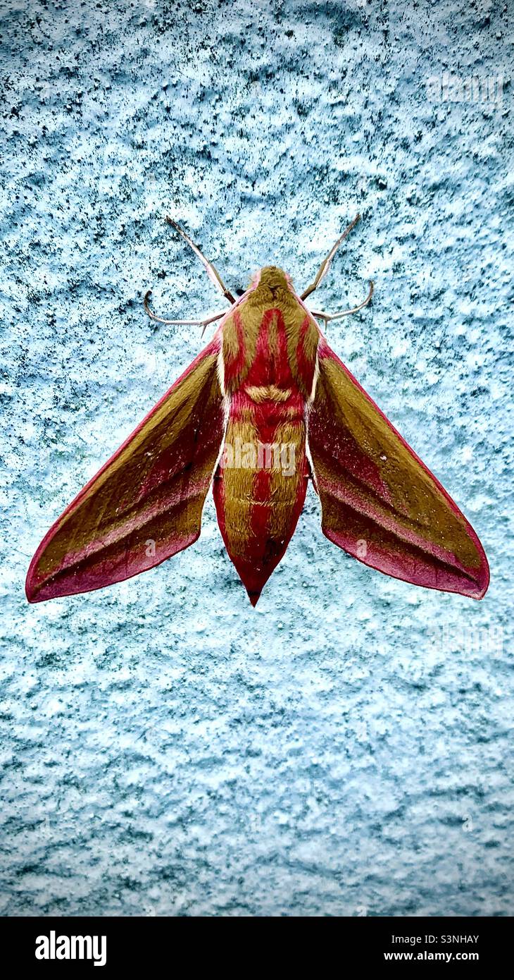 Moth bug hi-res stock photography and images - Alamy