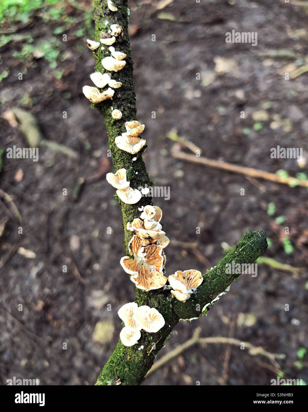 Tiny fungi hi-res stock photography and images - Alamy