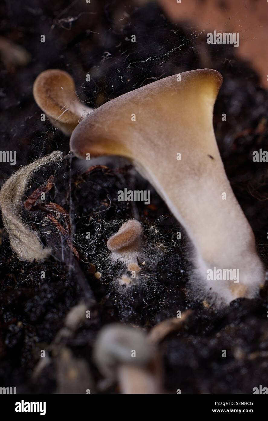 Pot fungus hi-res stock photography and images - Alamy