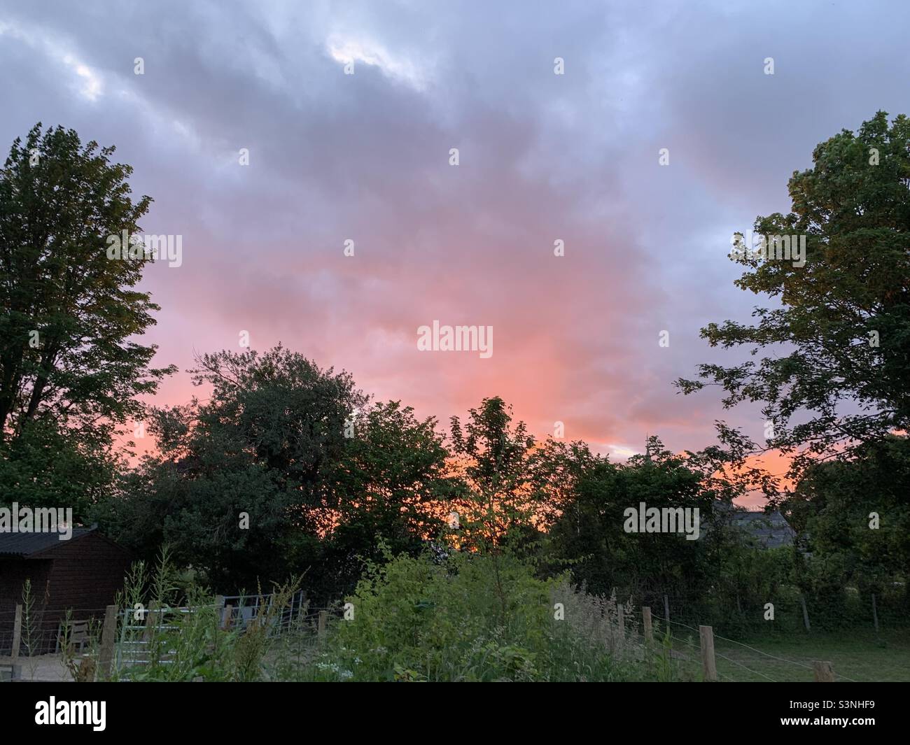 Trees red sky hi-res stock photography and images - Alamy