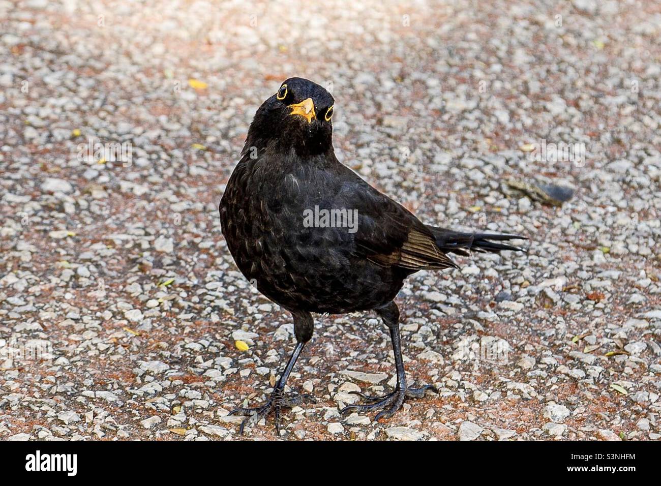 Blackbird on Stony Ground Stock Photo - Alamy