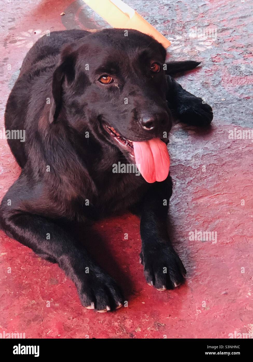 Sitting lab hi-res stock photography and images - Alamy