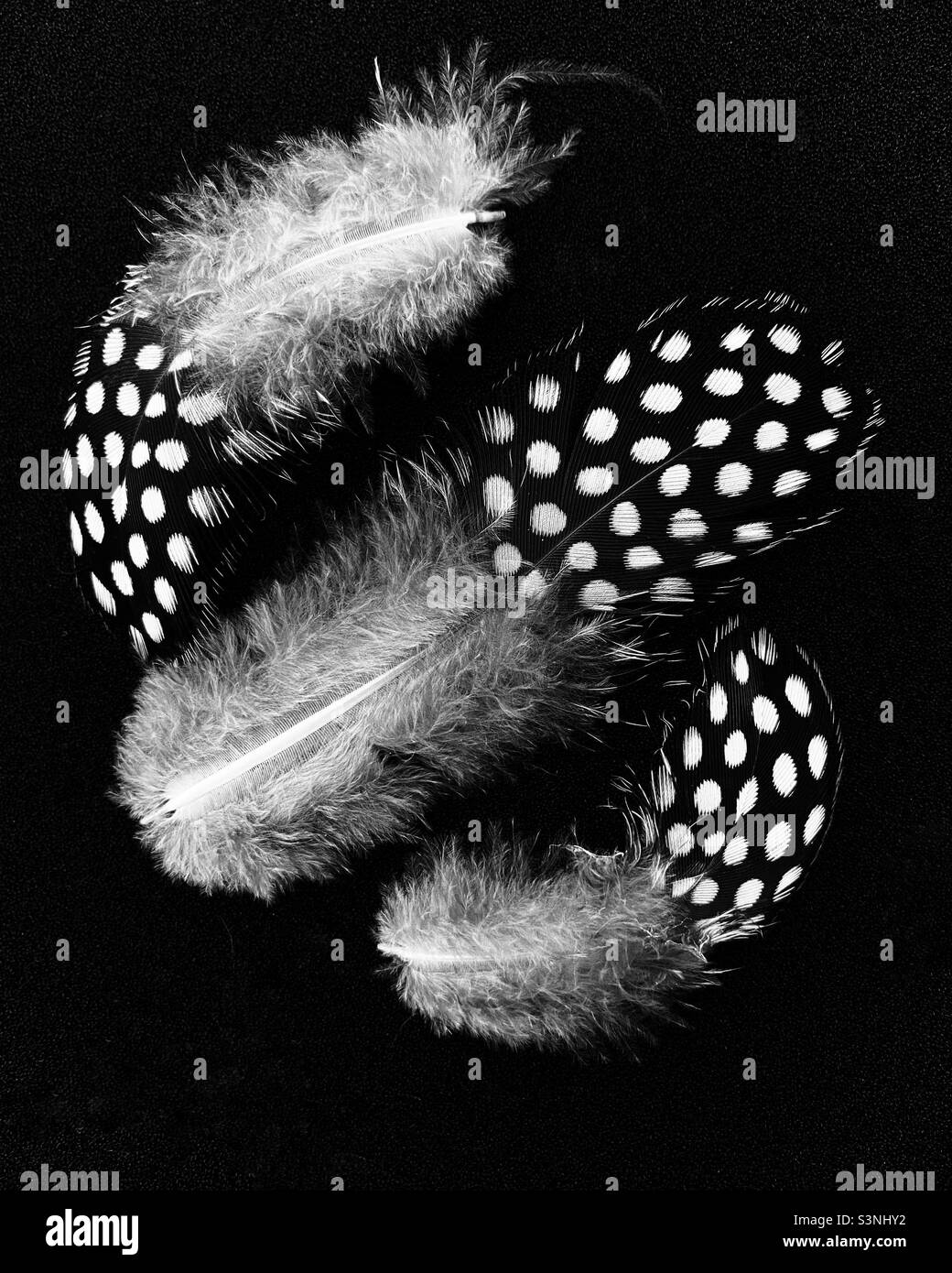 Three feathers from a Guinea hen Stock Photo - Alamy