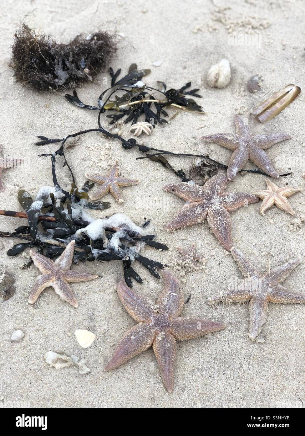 Seestern hi-res stock photography and images - Alamy