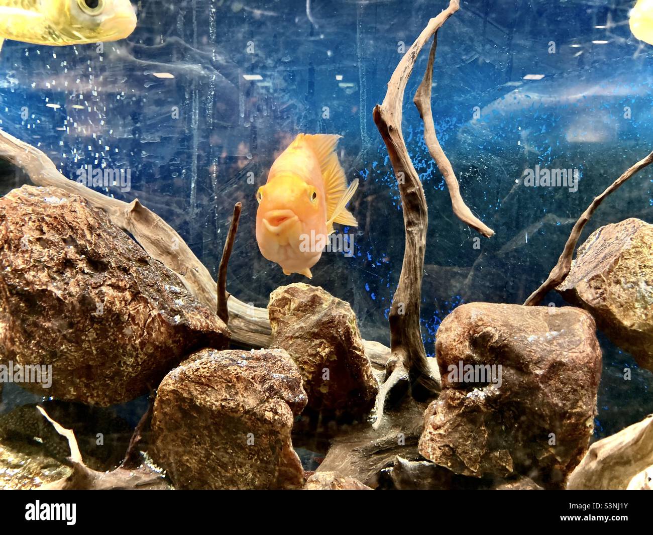 Large fish tank hi-res stock photography and images - Alamy