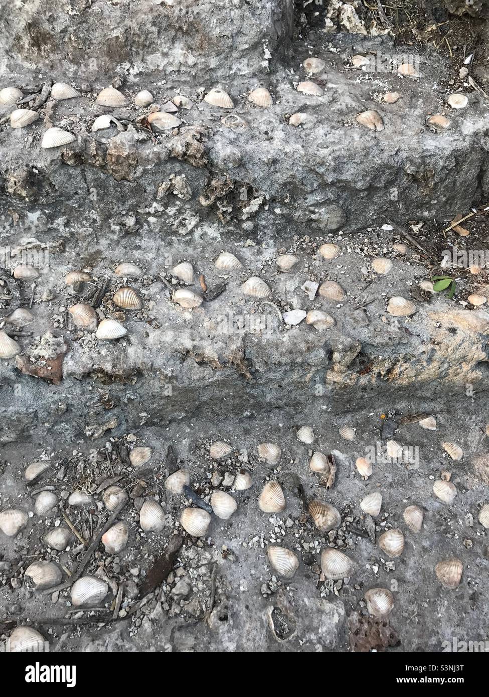 Wall made of shells hi-res stock photography and images - Alamy