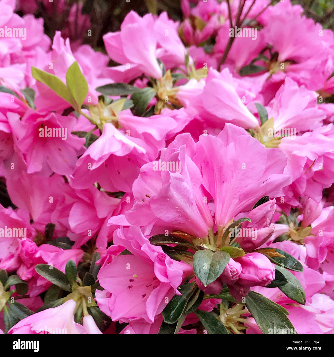Azalea flower hi-res stock photography and images - Alamy