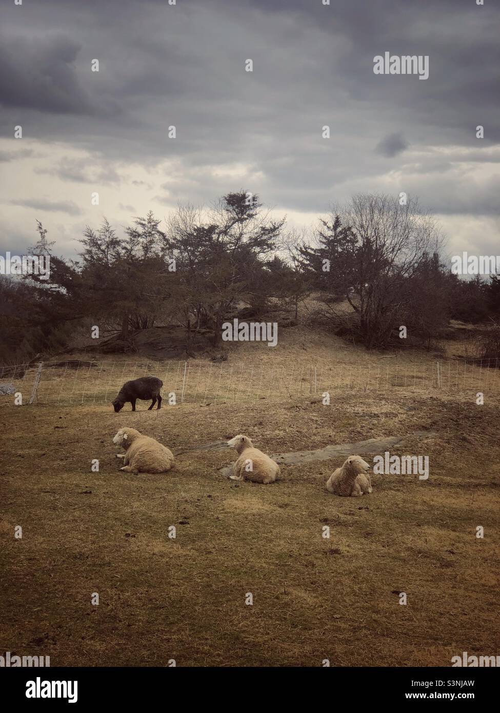 Animals with storm clouds hi-res stock photography and images - Alamy