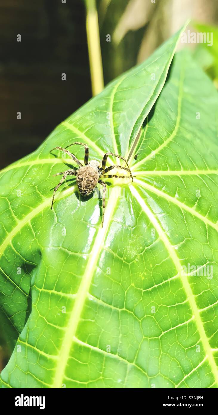 Mature spider hi-res stock photography and images - Alamy