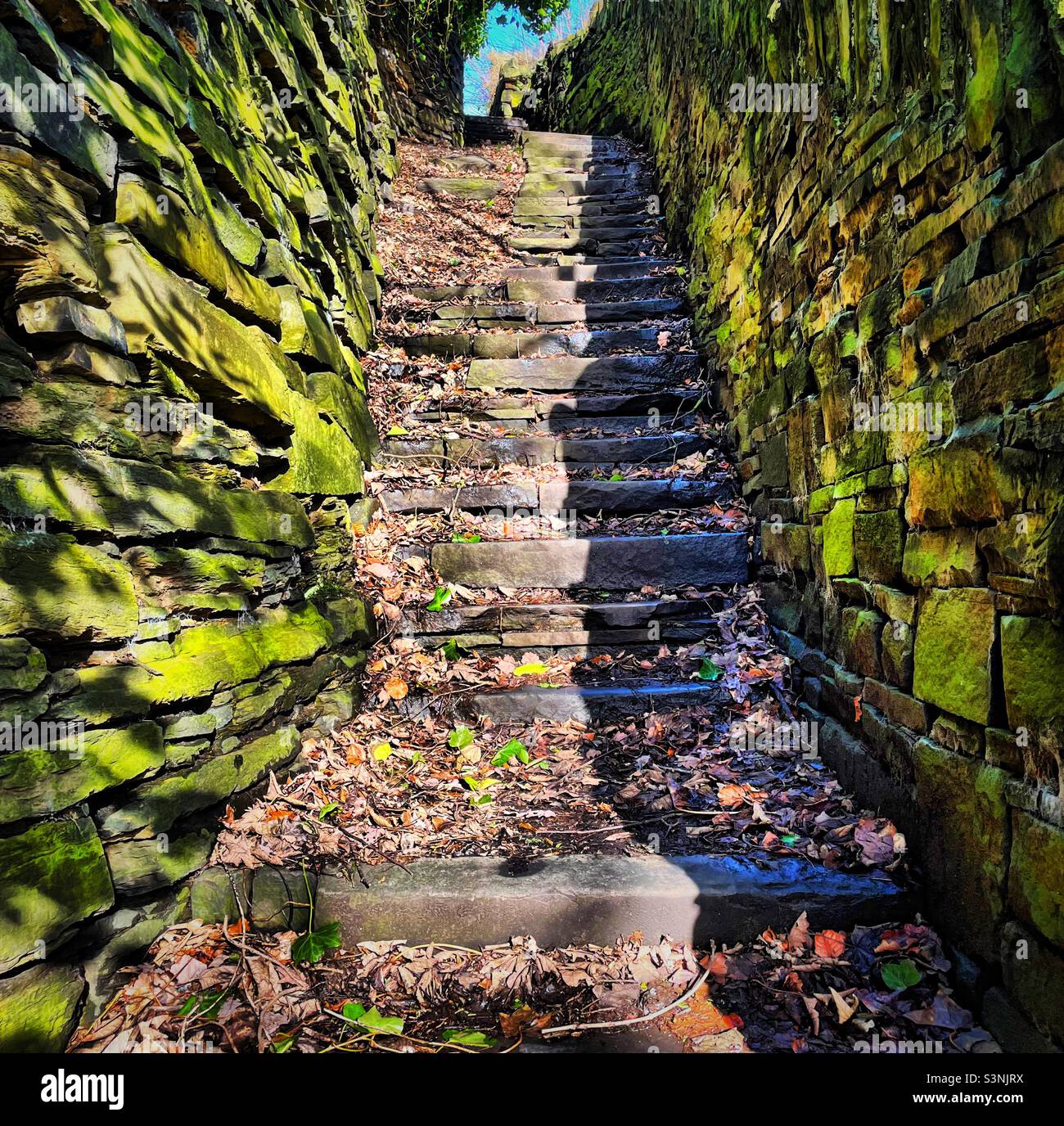 Nature steps hi-res stock photography and images - Alamy
