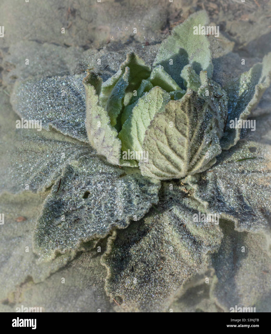Detail of a wet, second-year common mullein plant, with its rosette of ...