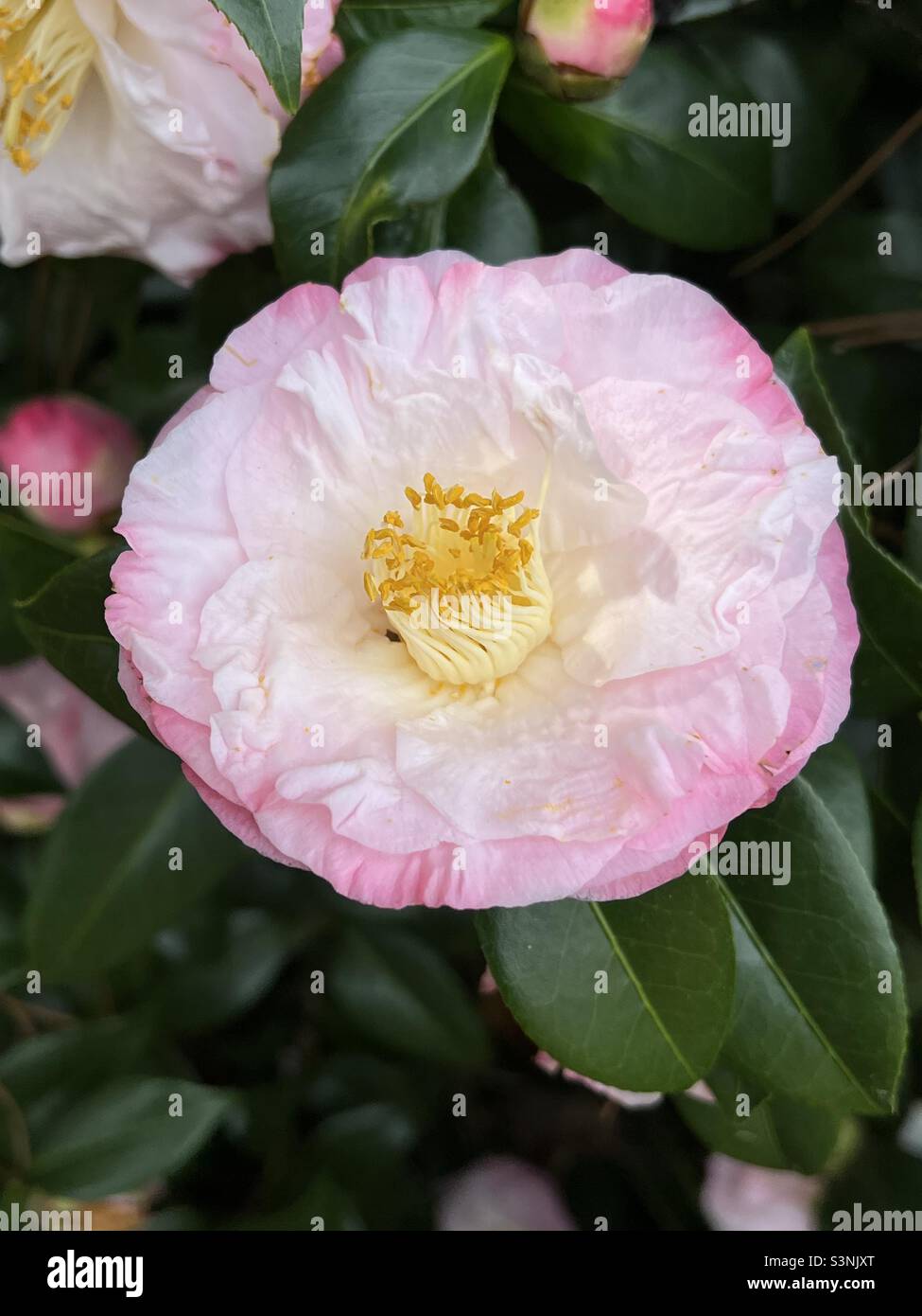 Pink and white camellia flower Stock Photo - Alamy