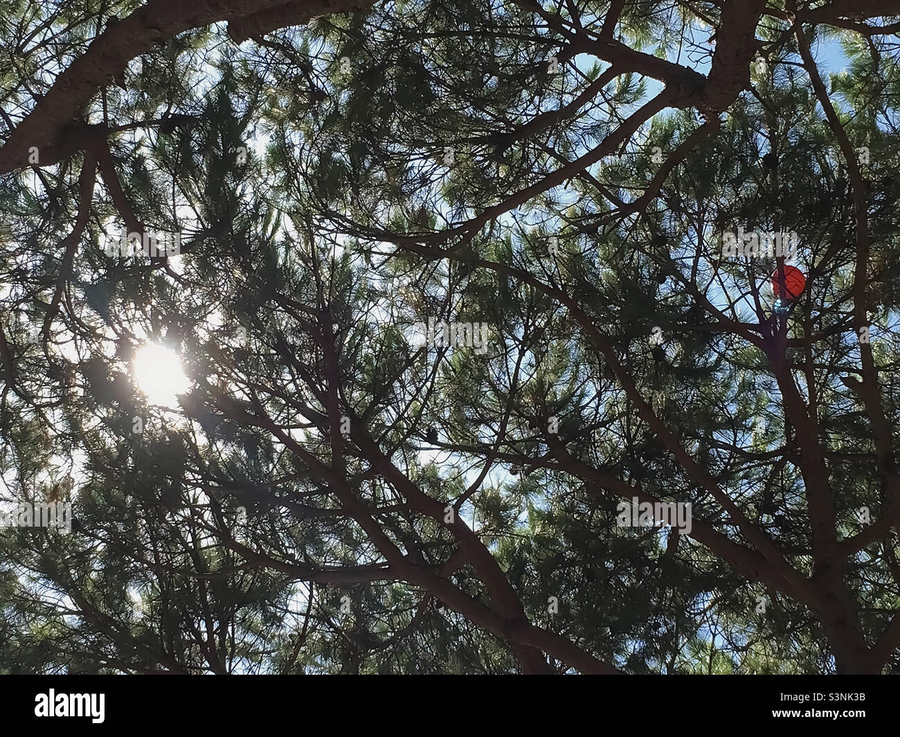 Intertwine trees hi-res stock photography and images - Alamy