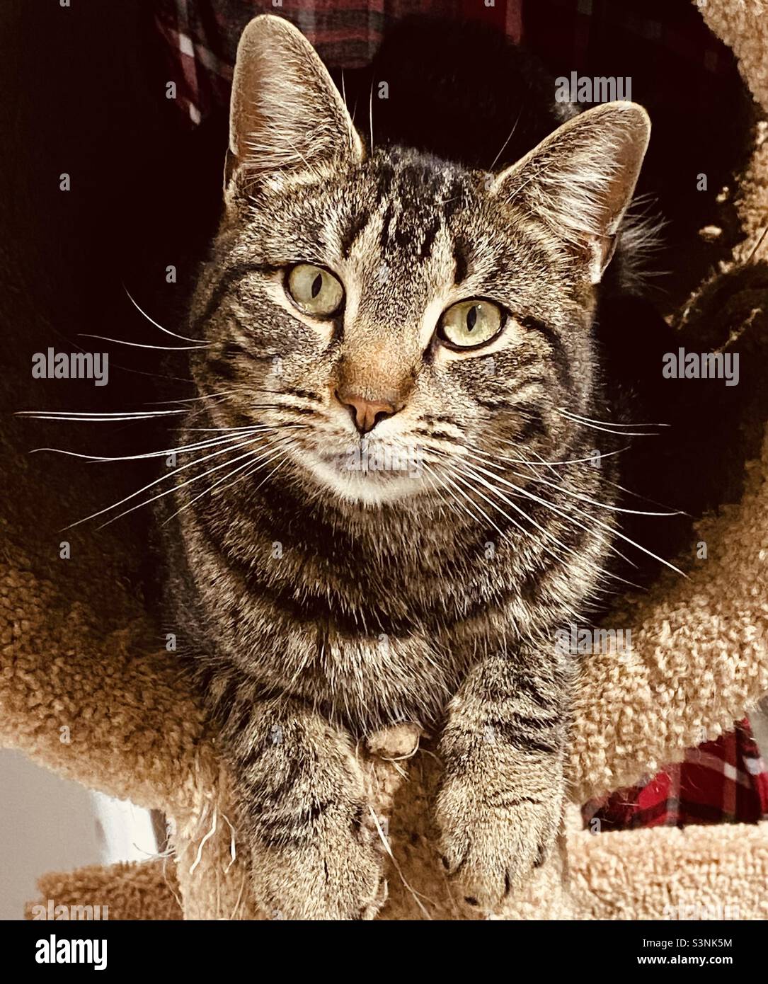 Pretty cat hi-res stock photography and images - Alamy