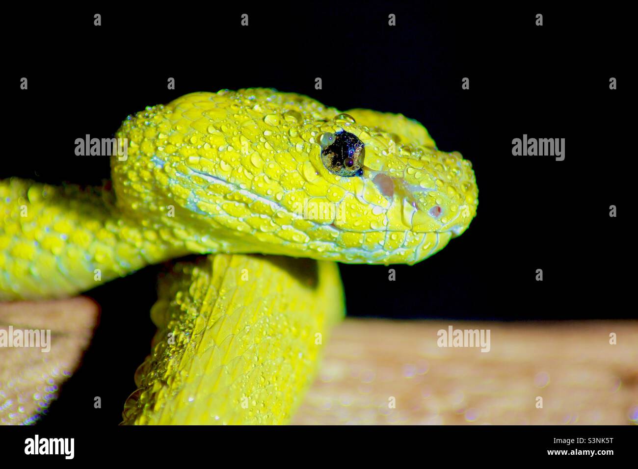 Yellow snake hi-res stock photography and images - Alamy