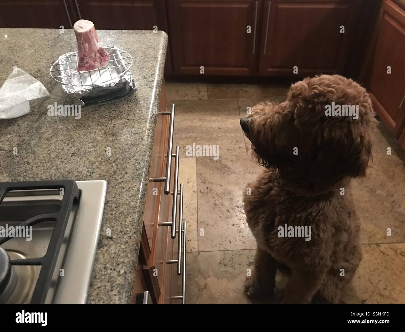 Marrow bone hi-res stock photography and images - Alamy