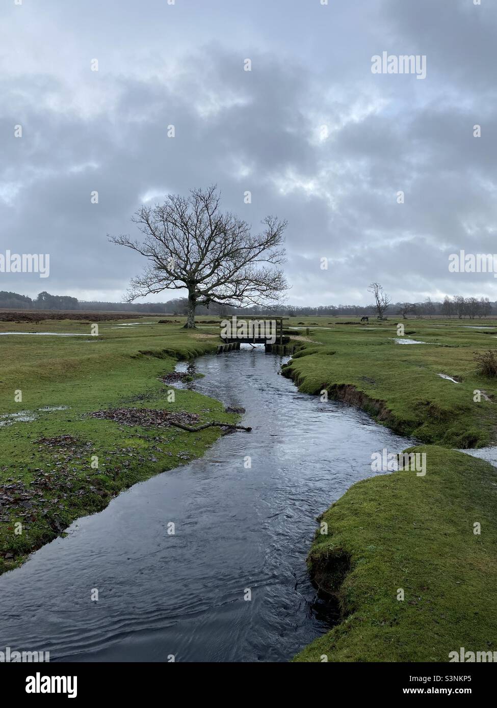 New forest river hi-res stock photography and images - Alamy