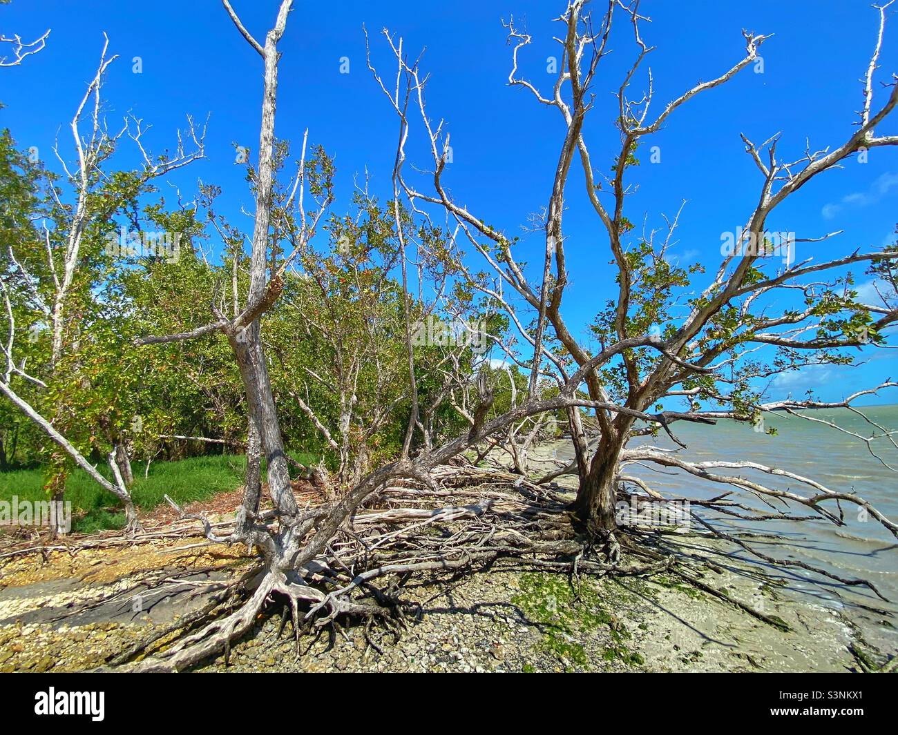 Tree roots exposed at low tide in the Everglades National park Florida ...