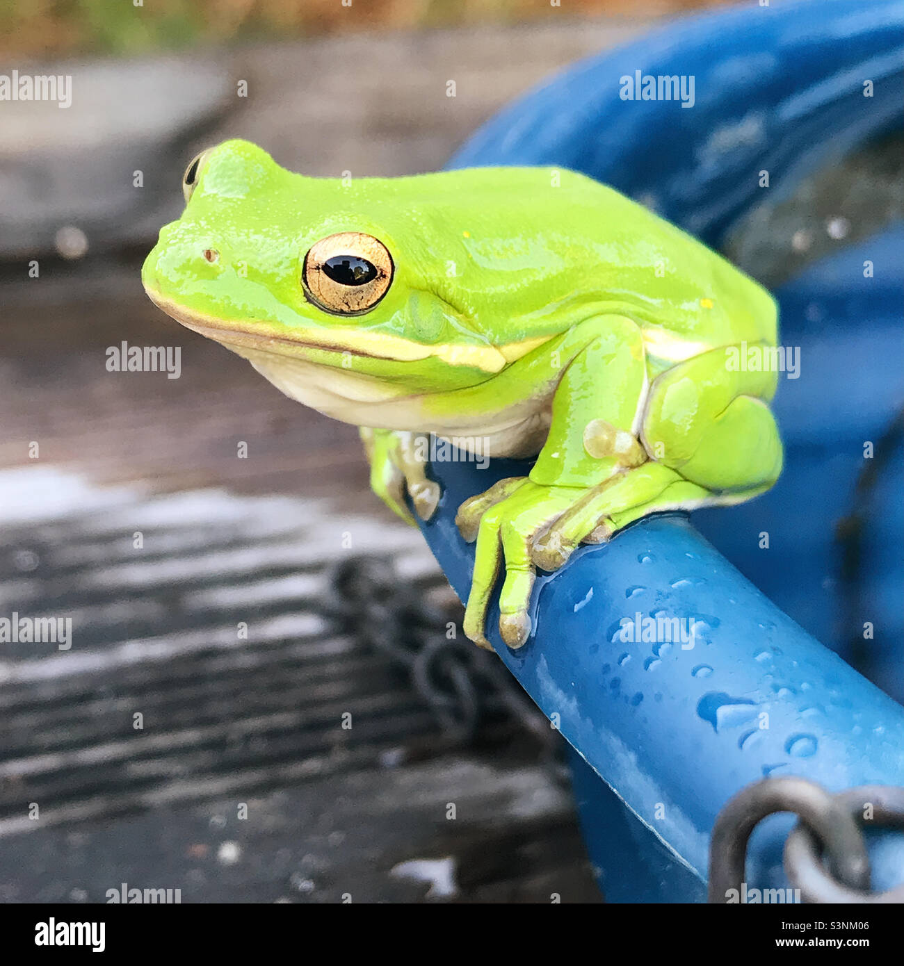 American green tree frog hi-res stock photography and images - Alamy