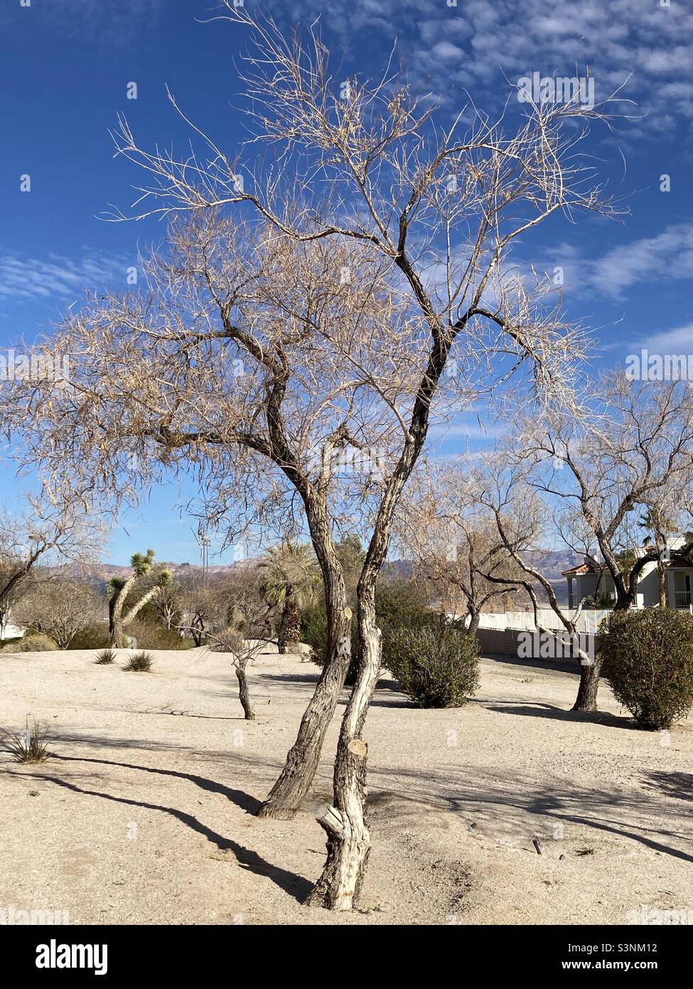 Burnt tree hi-res stock photography and images - Alamy