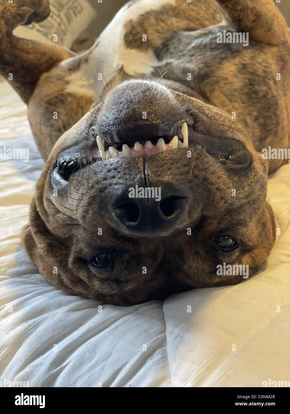 Dog life hi-res stock photography and images - Alamy