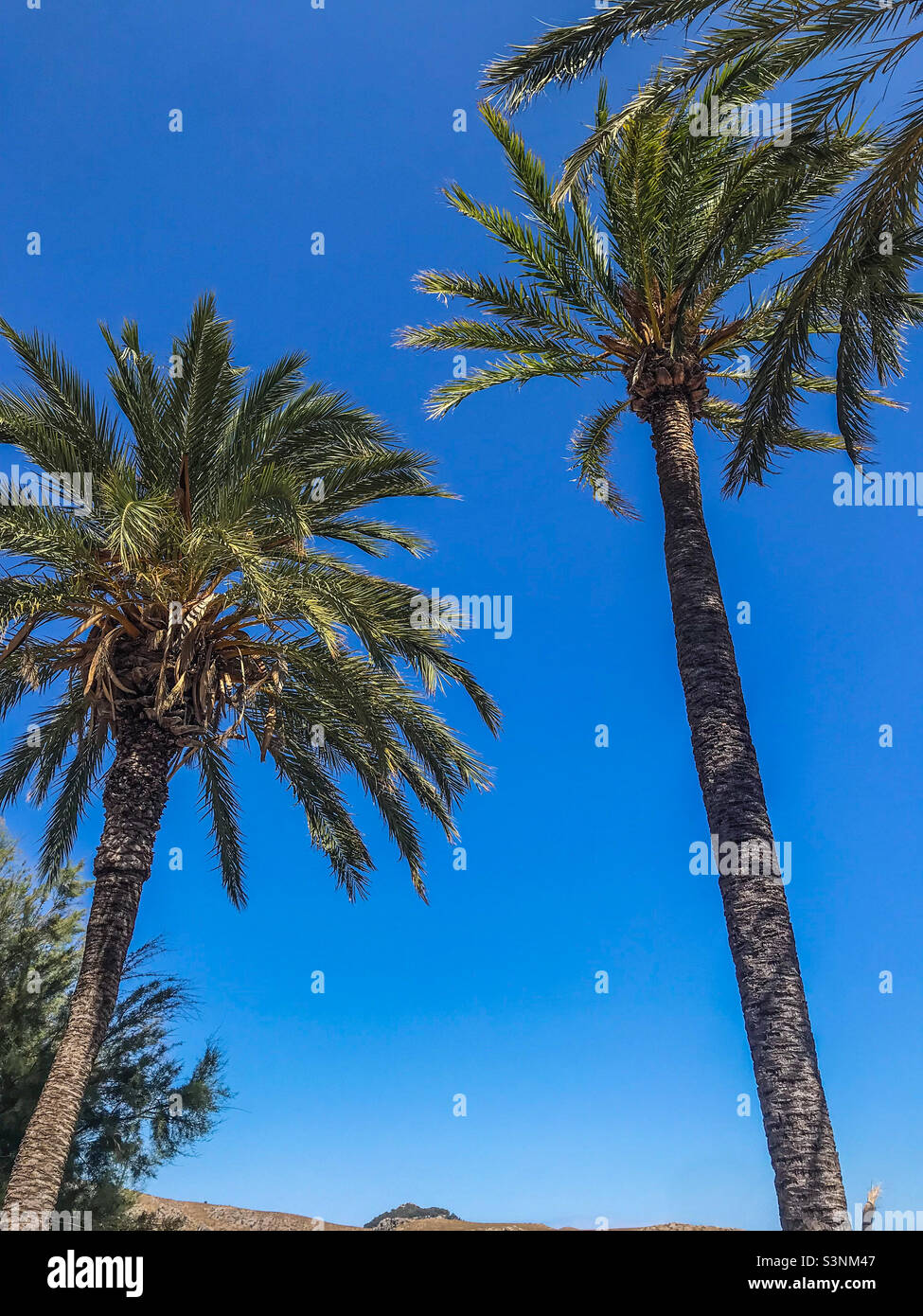Puerto Pollenca palm trees, Mallorca Stock Photo - Alamy